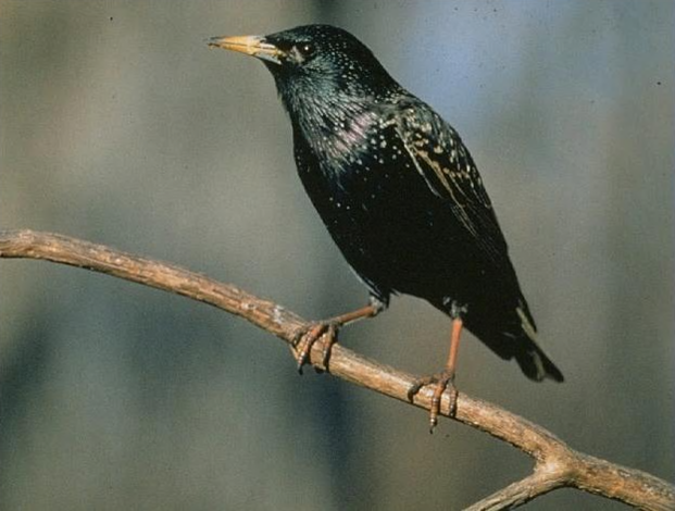 Starlings | Training Information for Wildlife Control Operators