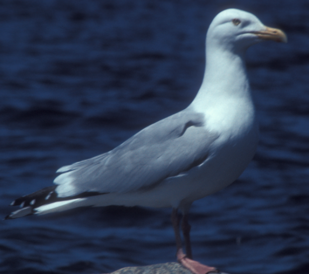 Gulls | Training Information for Wildlife Control Operators